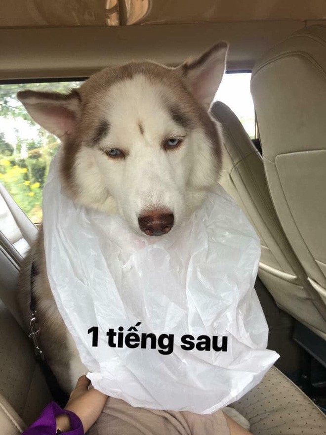 Hình ảnh chú chó say xe, thò đầu qua cửa sổ khiến người đi đường phải ...